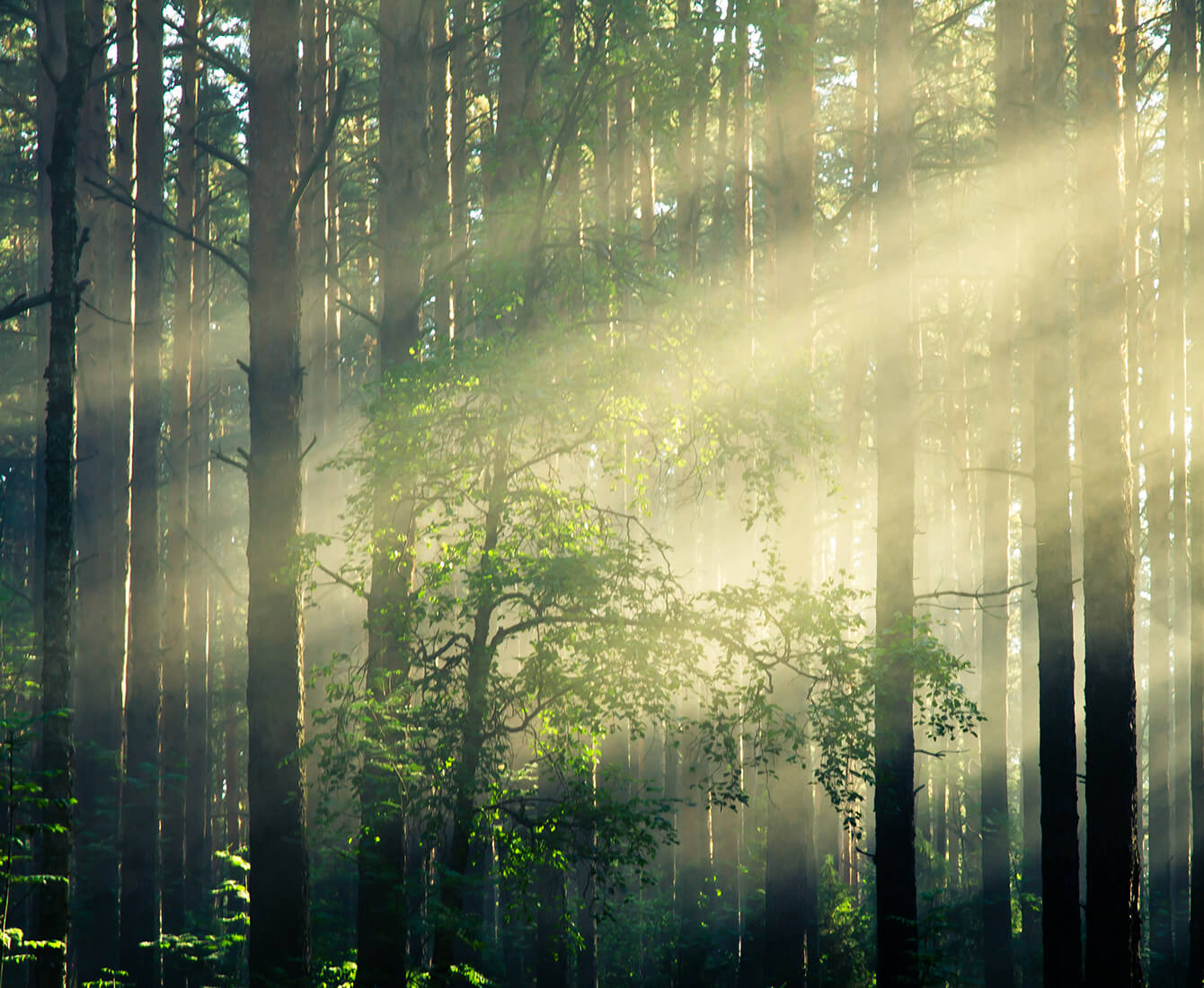 Spa | Massothérapie | Esthétique | Förena Cité thermale | Saint-Bruno ...